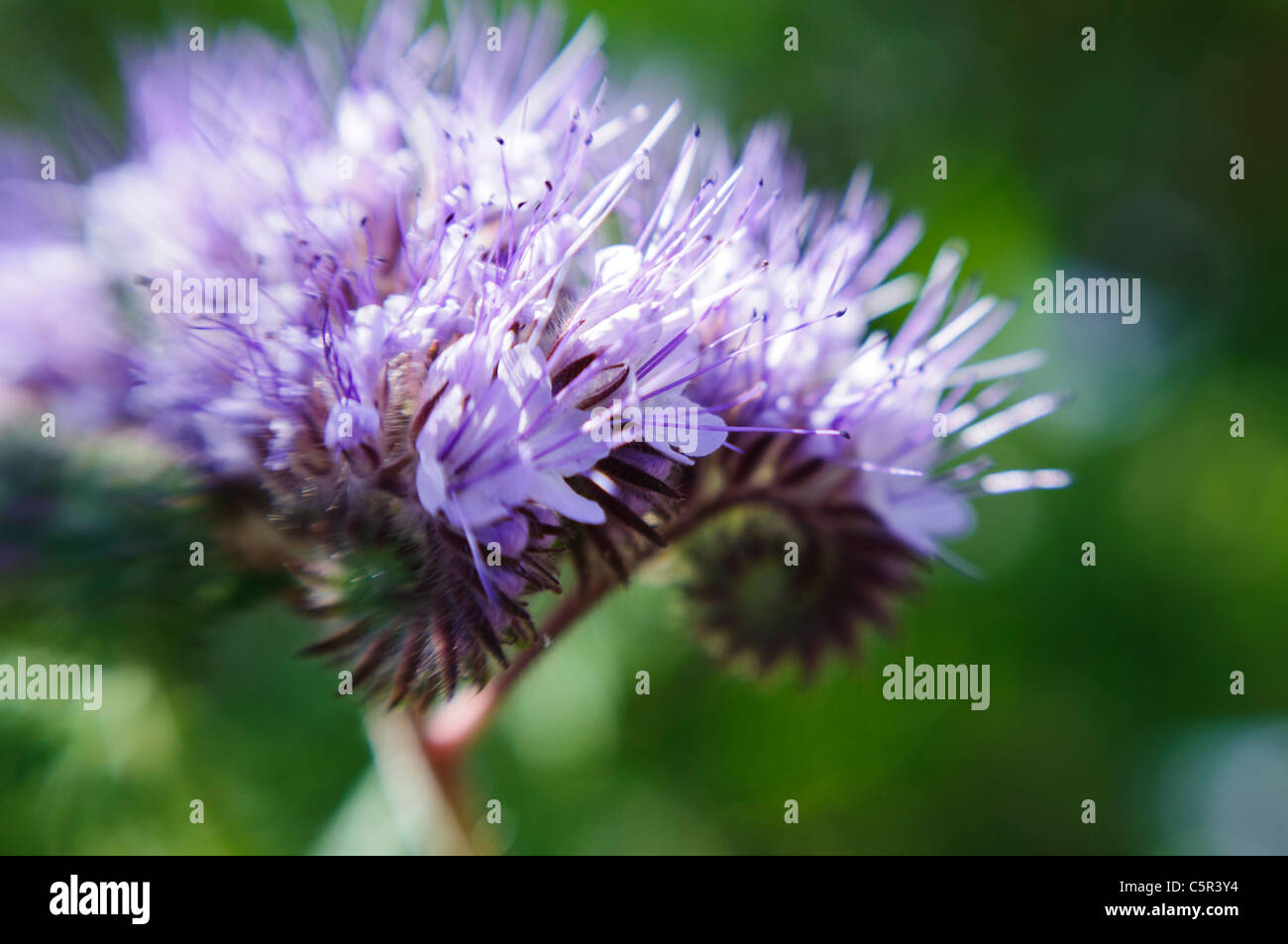 Scorpionweed (Phacelia crenulata) flowers Stock Photo - Alamy
