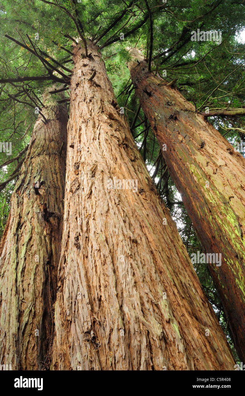 Californian Coast Redwood (Sequoia sempervirens Stock Photo - Alamy