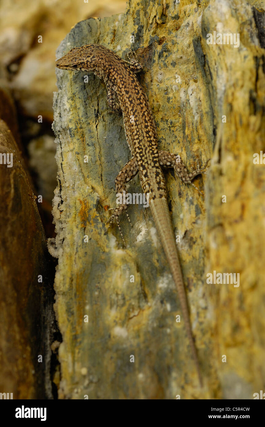 Iberian Wall Lizard (Podarcis hispanica Stock Photo - Alamy