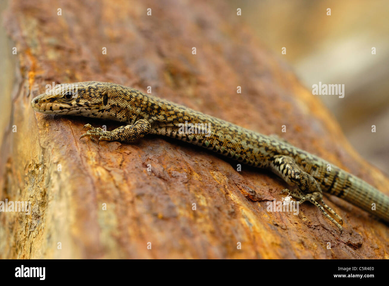 Lizard Spain Stock Photos & Lizard Spain Stock Images - Alamy