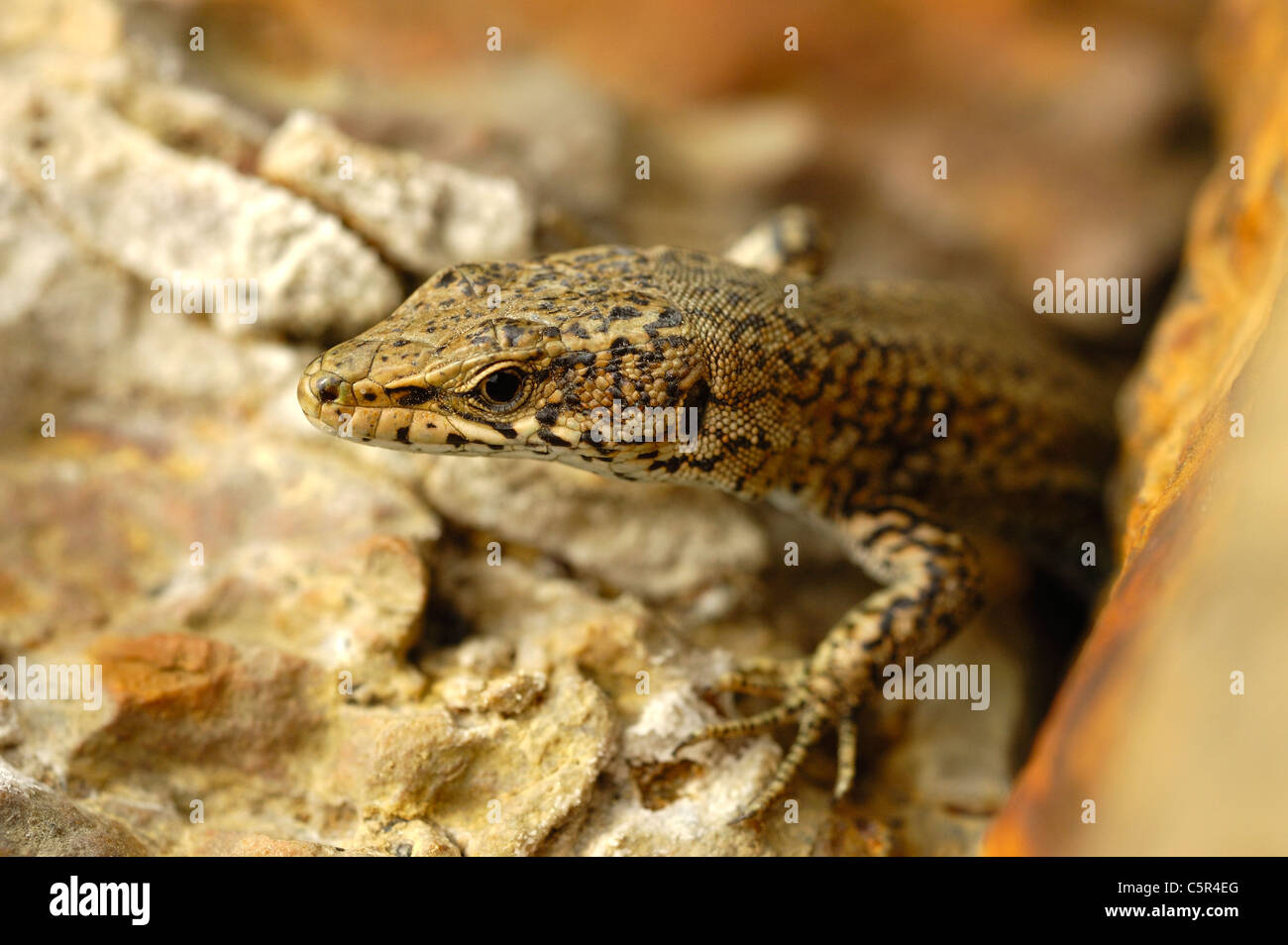 Iberian Wall Lizard (Podarcis hispanica Stock Photo - Alamy
