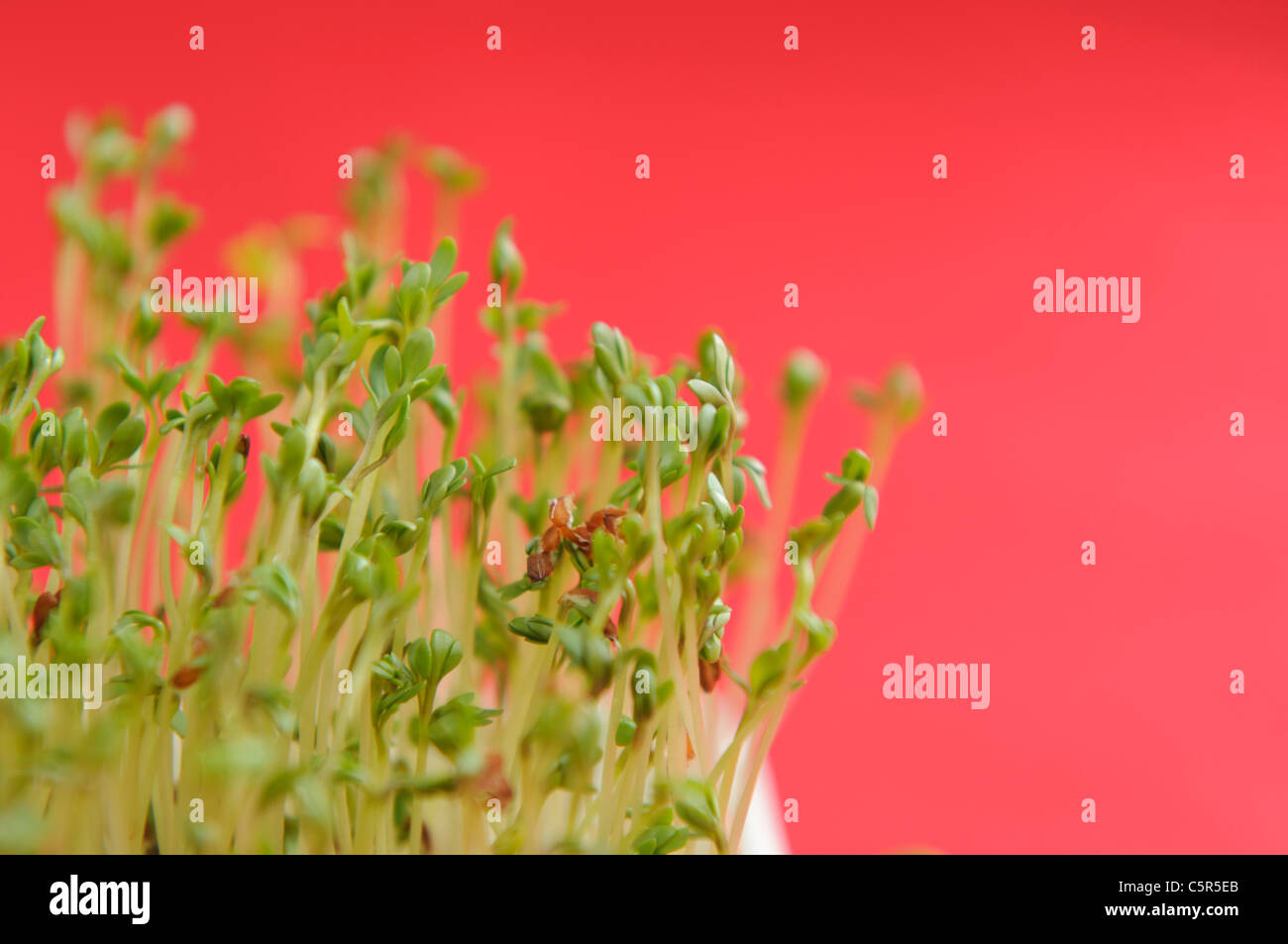 Fresh growing watercress on red background at spring Stock Photo - Alamy