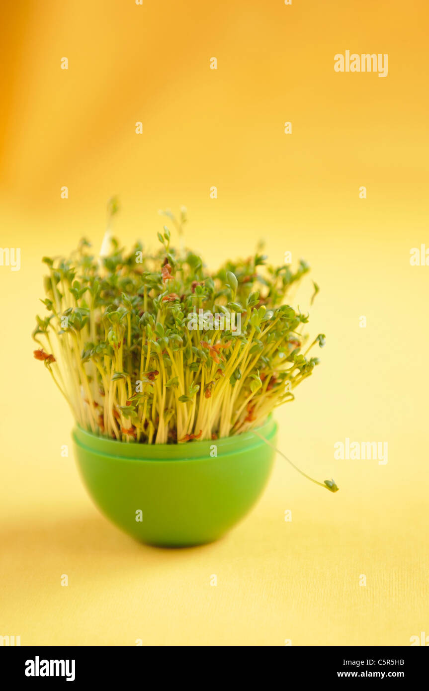 Watercress growing in green pot on yellow background Stock Photo - Alamy