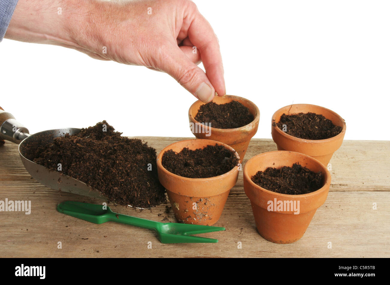 Hand planting single seeds into terracotta plant pots on a wooden bench ...