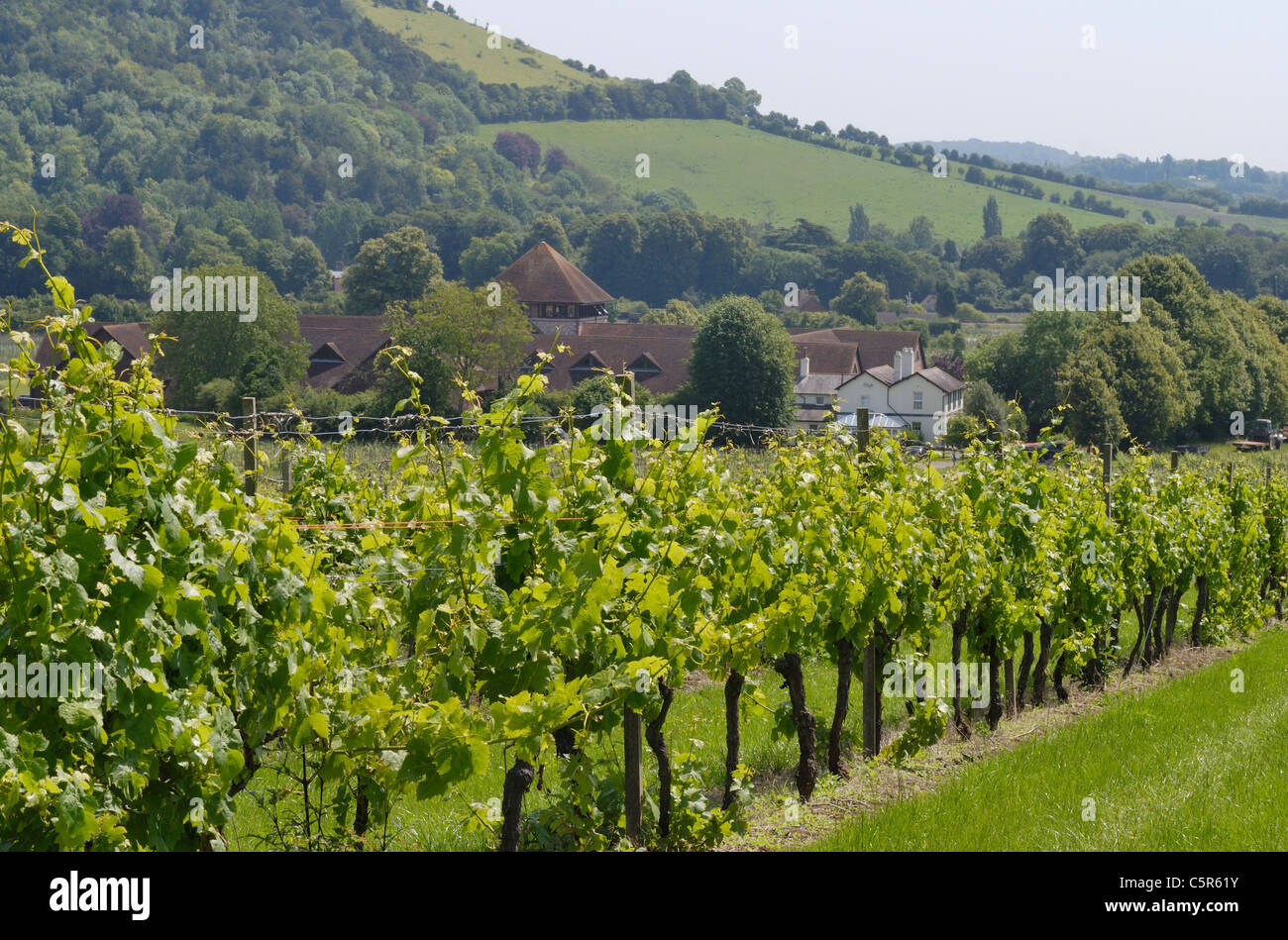 General view over Denbies Vineyard and wine estate in Dorking. Surrey ...