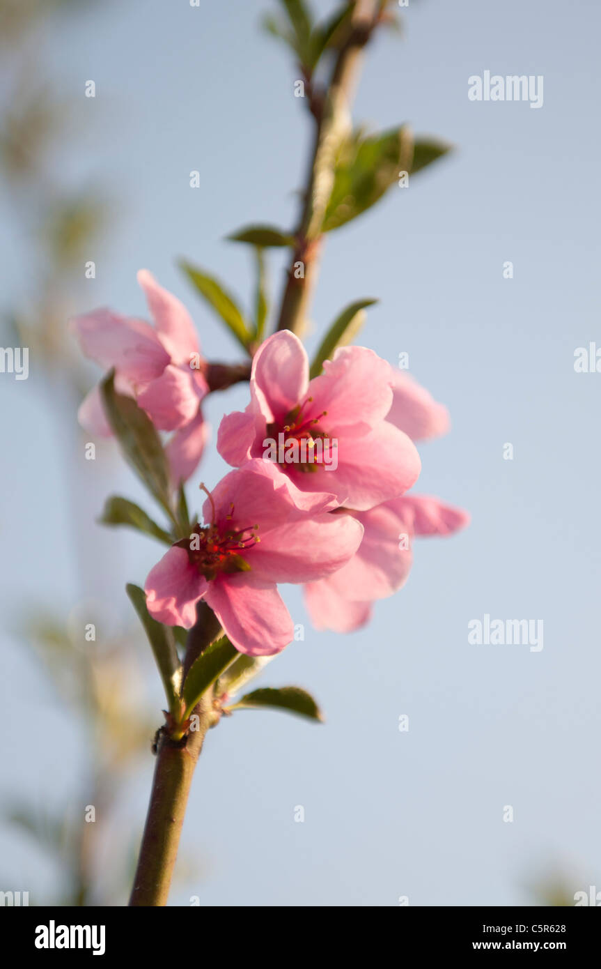 Peach tree with flowers at spring Stock Photo - Alamy