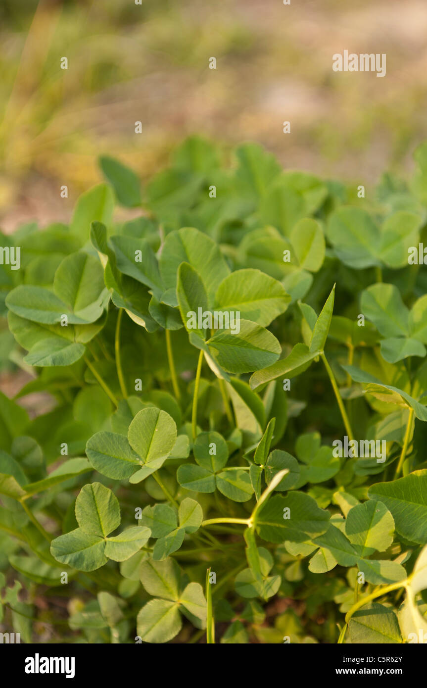 Natural clover growing on a meadow Stock Photo - Alamy