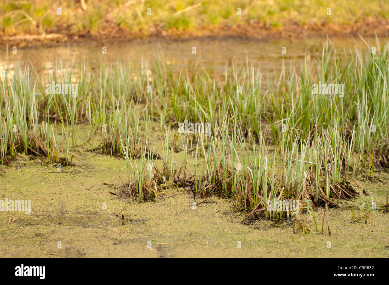 Green swamp ecosystem hi-res stock photography and images - Alamy
