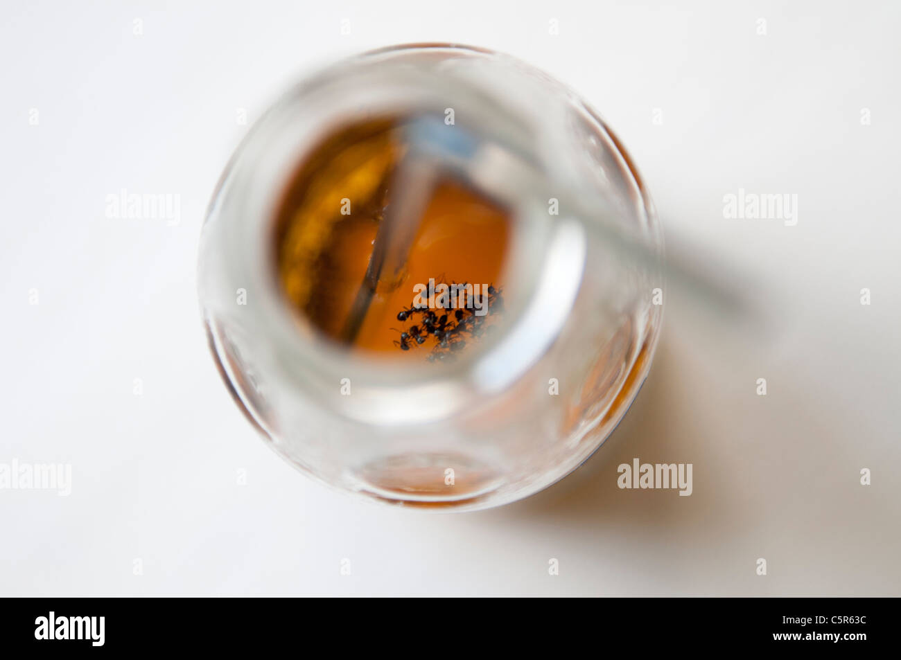 House ants trapped in a bottle with child's juice Stock Photo - Alamy