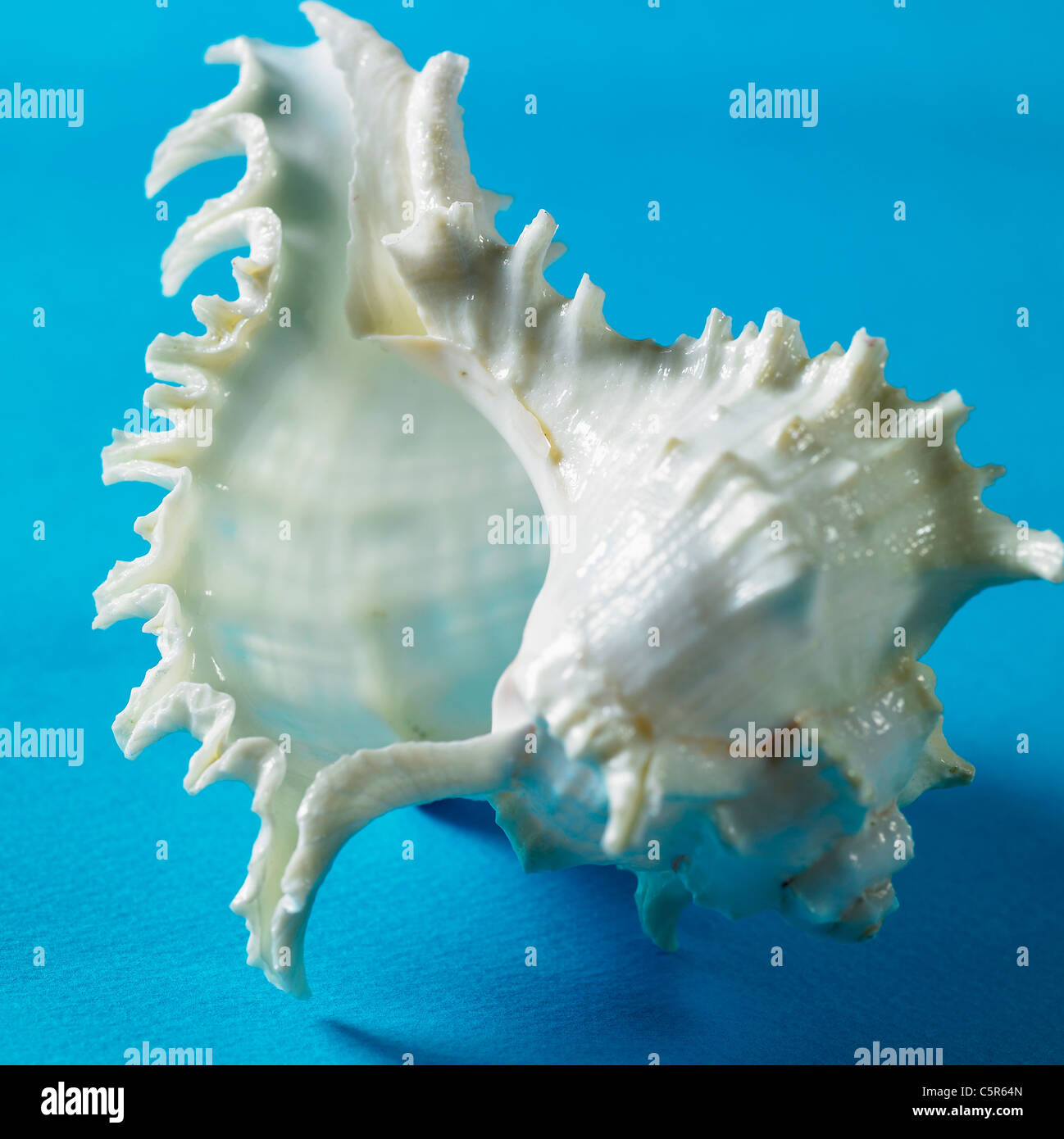 Turban shells hi-res stock photography and images - Alamy