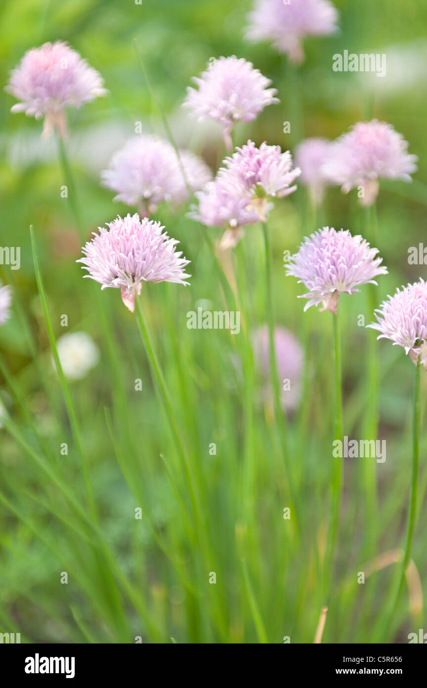 Chive Bloom High Resolution Stock Photography and Images - Alamy