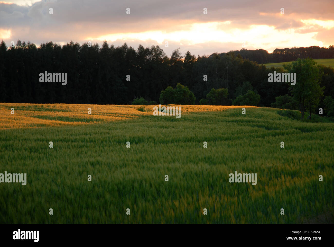 German countryside near Colditz, Germany Stock Photo - Alamy