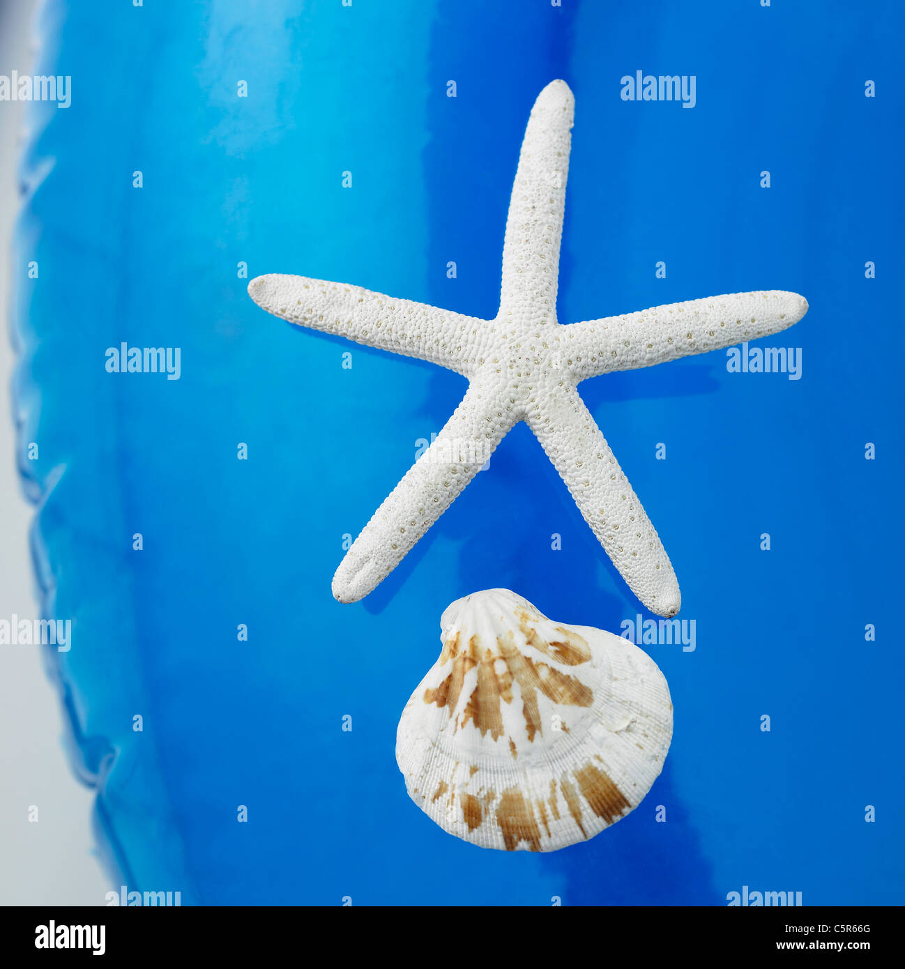 A starfish and a sea shell on a tube Stock Photo - Alamy