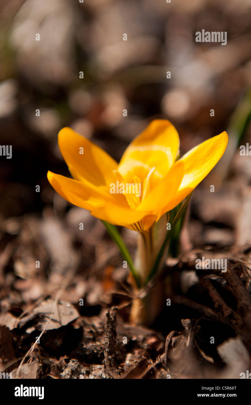 Natural crocus flowers growing in a garden Stock Photo - Alamy