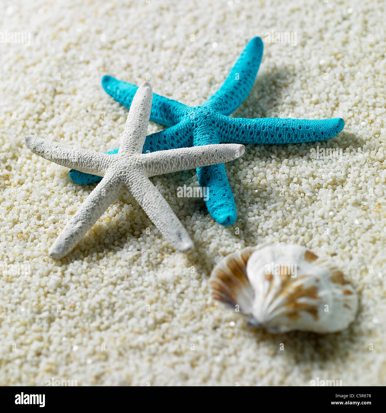 Starfish and sea shell Stock Photo - Alamy