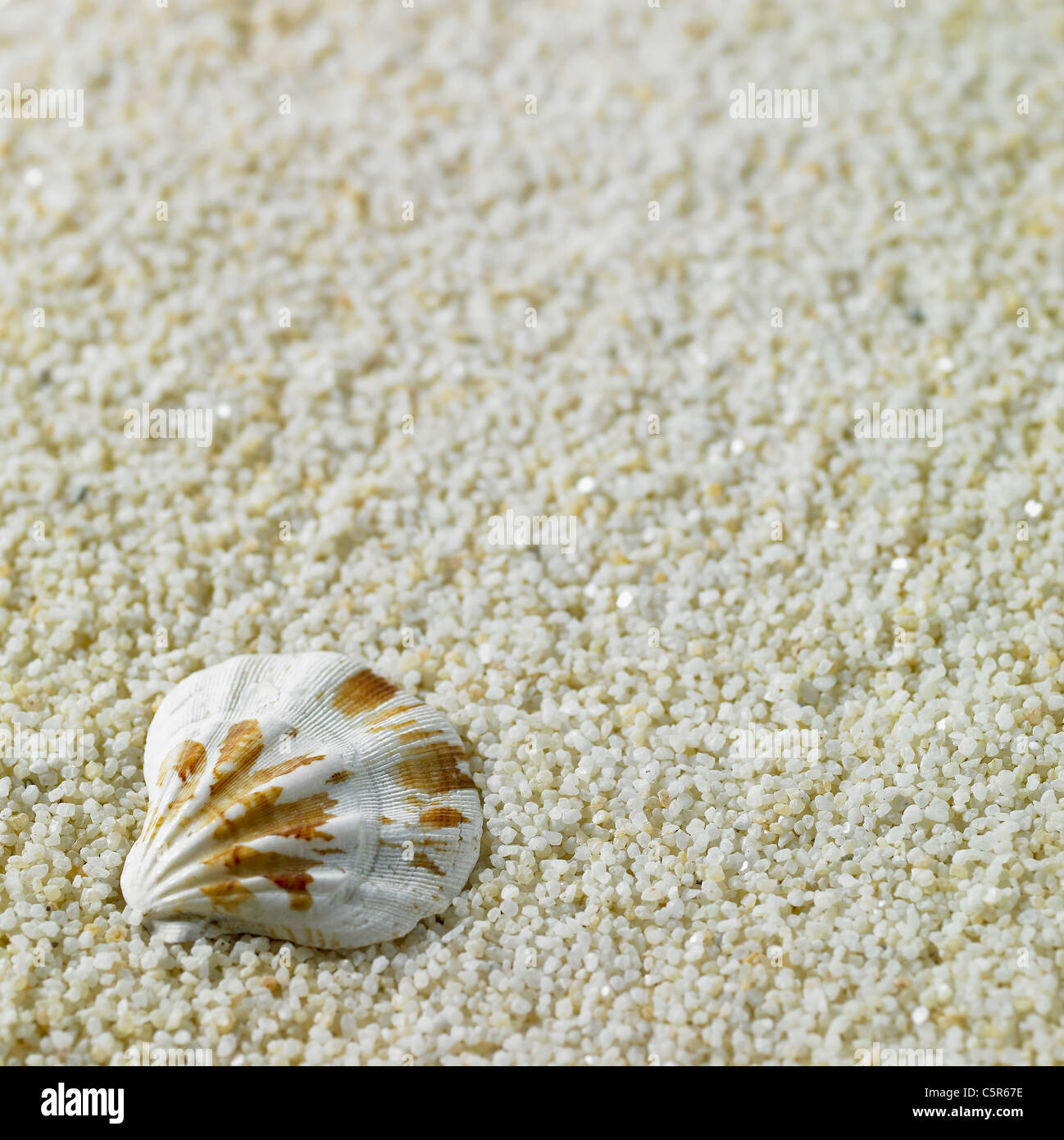 A sea shell on sand Stock Photo - Alamy
