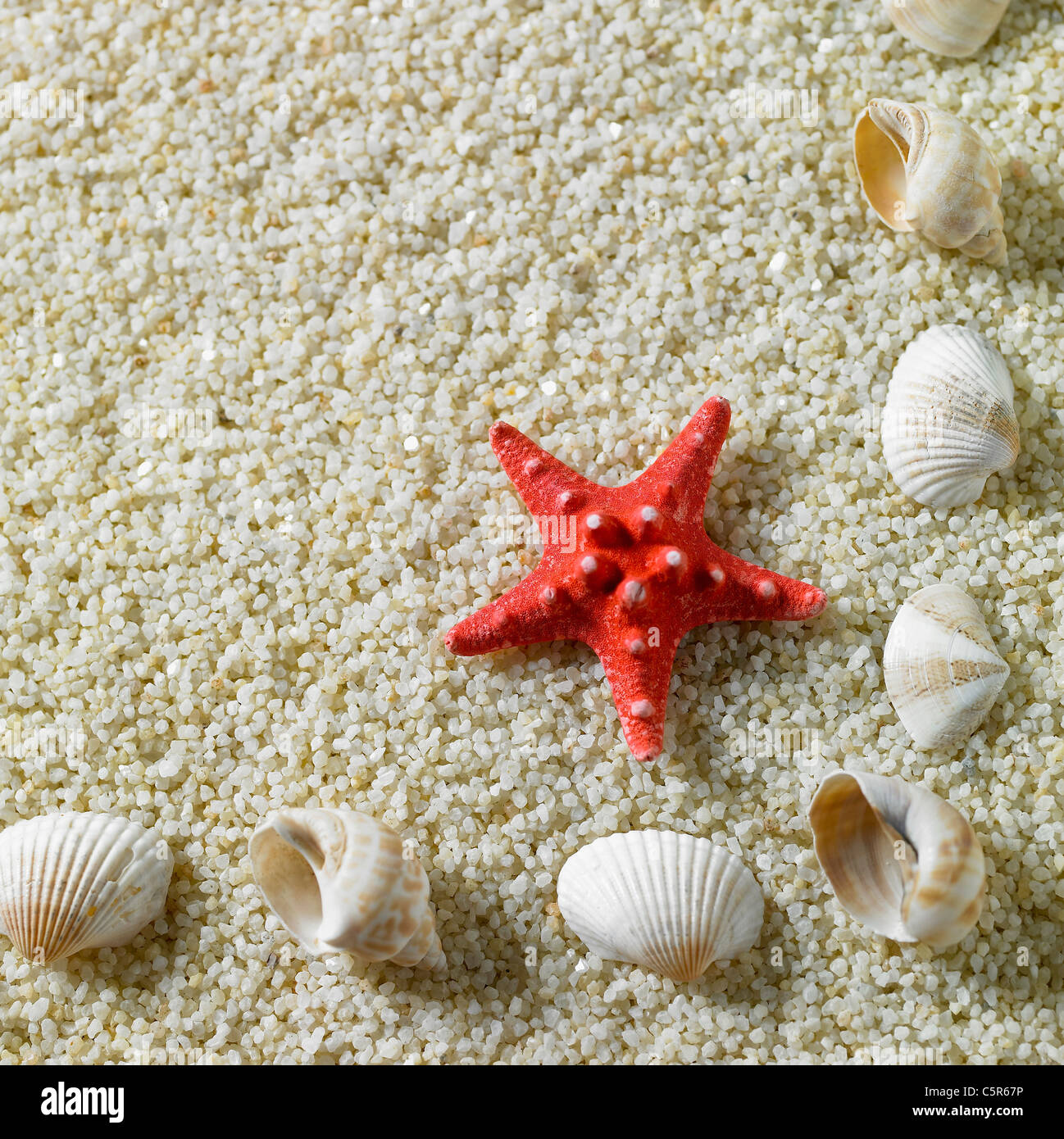 Various sea animals on sand Stock Photo - Alamy