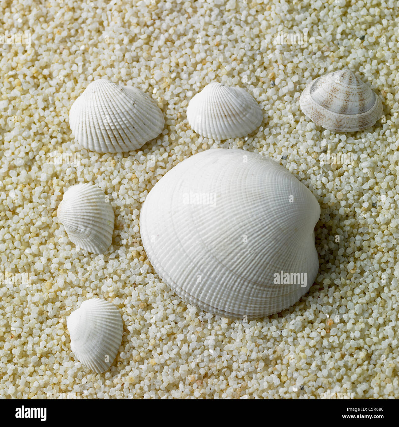 Sea shells on sand Stock Photo - Alamy