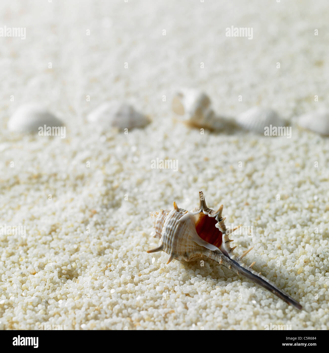 Shells on sand Stock Photo - Alamy
