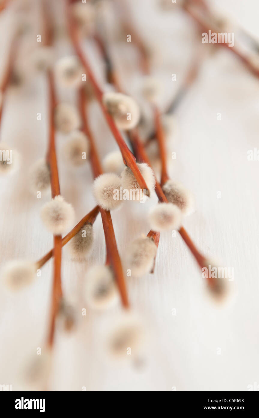 Blooming willow spring twigs hi-res stock photography and images - Alamy