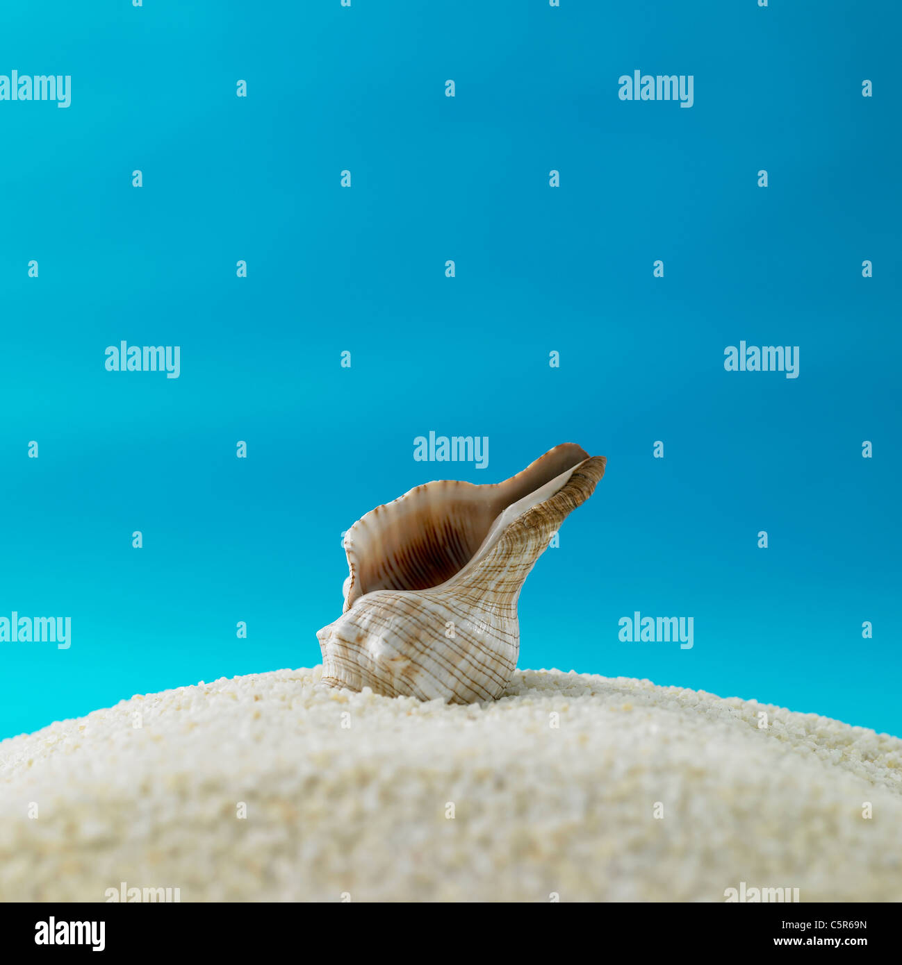 A turban shell on sand Stock Photo - Alamy