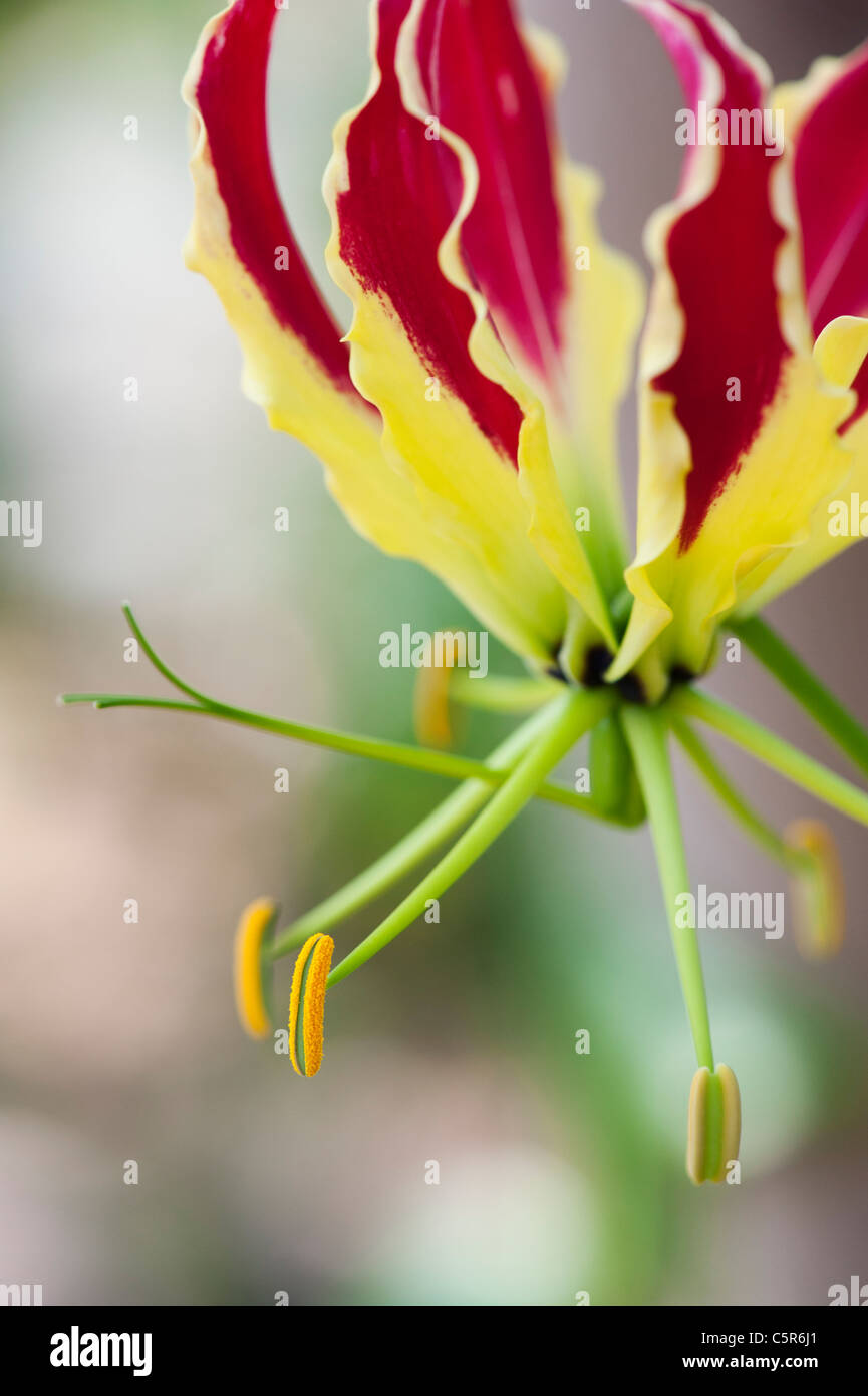 Flame lily gloriosa superba hi-res stock photography and images - Alamy