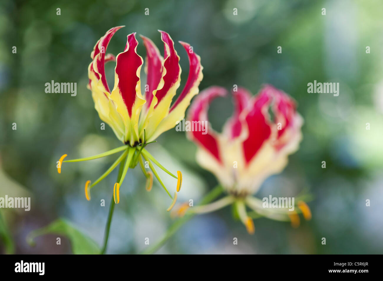 Flame lily gloriosa superba hi-res stock photography and images - Alamy