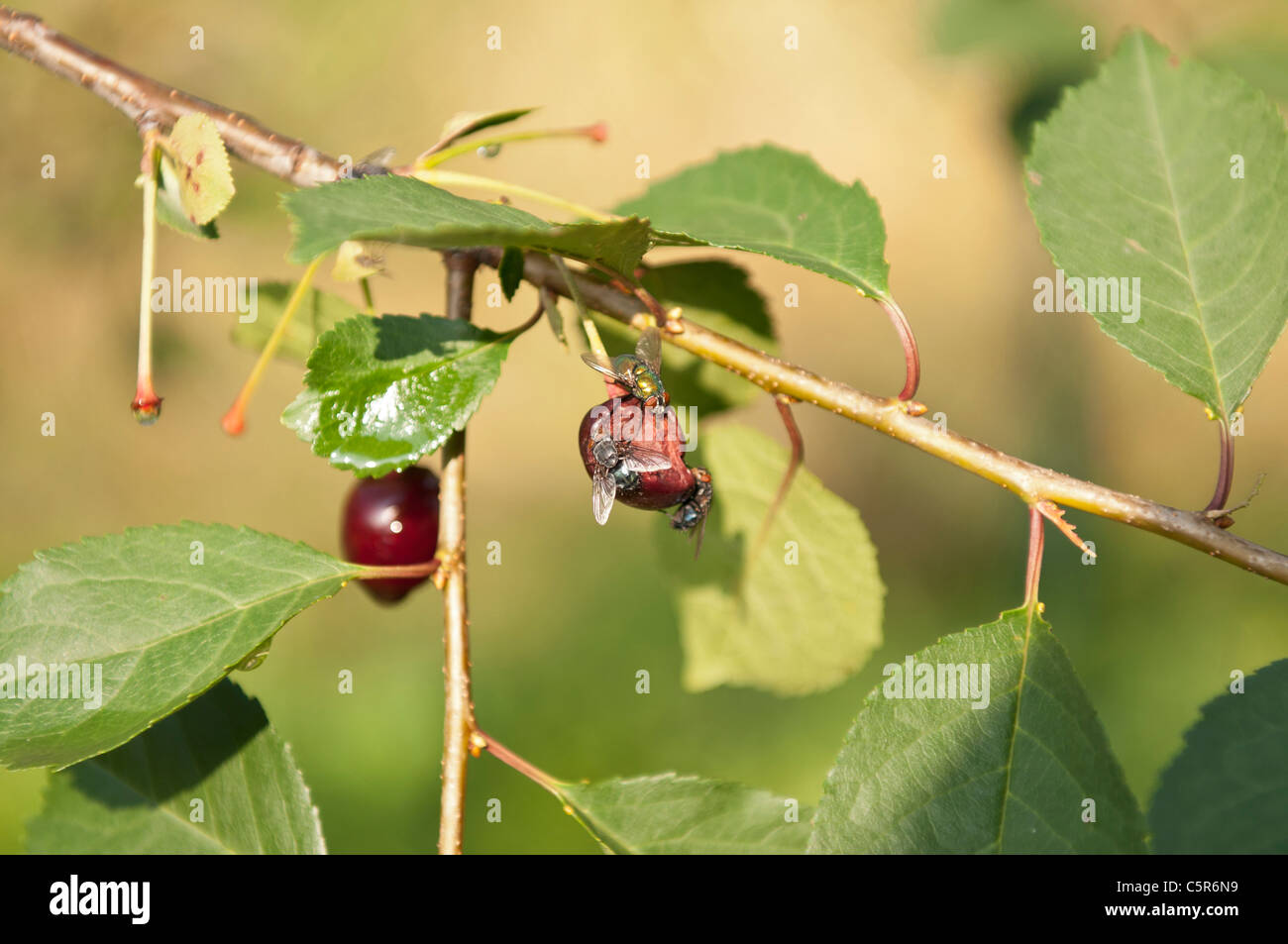 Rotten fly hi-res stock photography and images - Alamy