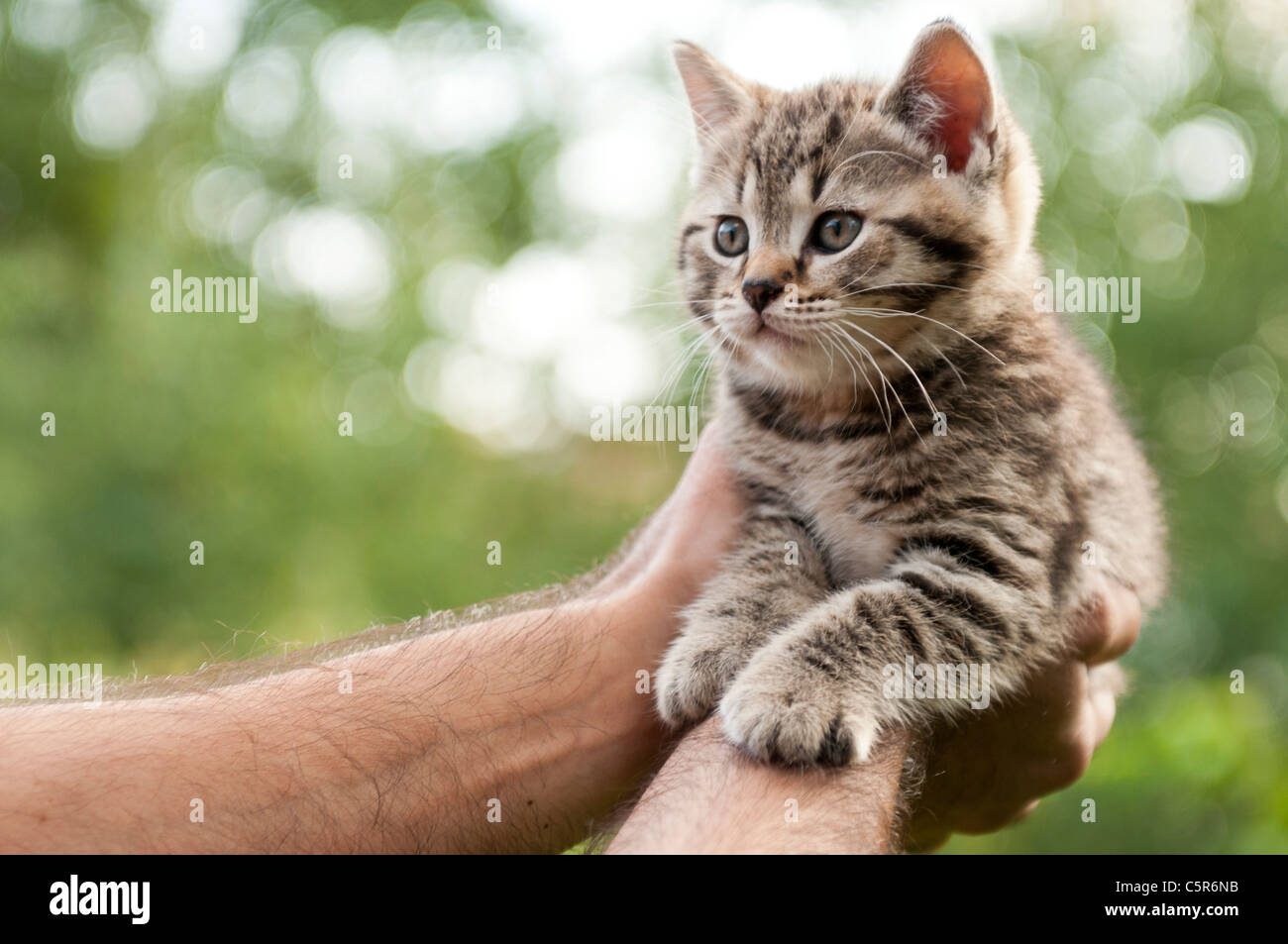Single small funny baby cat hold in hands Stock Photo - Alamy