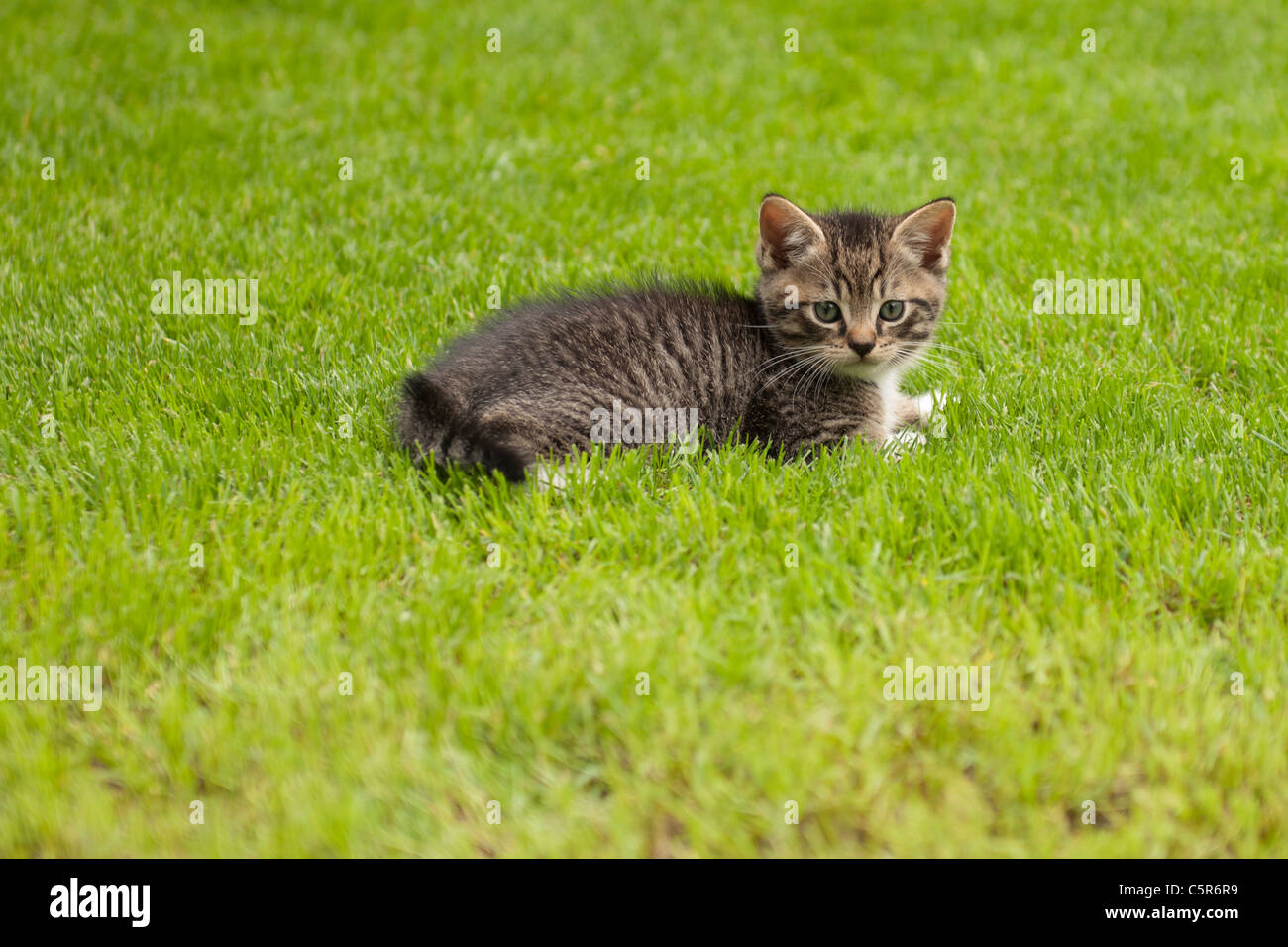 Single small funny baby cat Stock Photo - Alamy