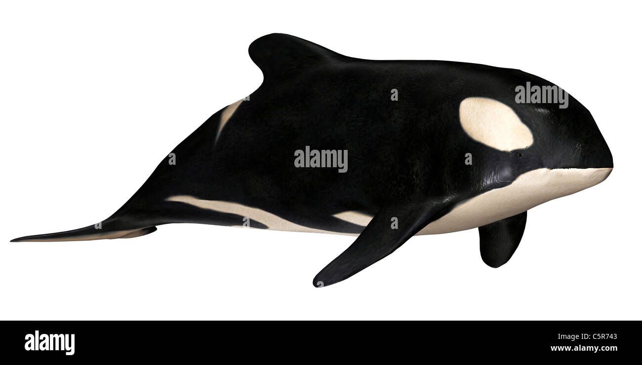 Illustration of a killer whale isolated on a white background Stock ...