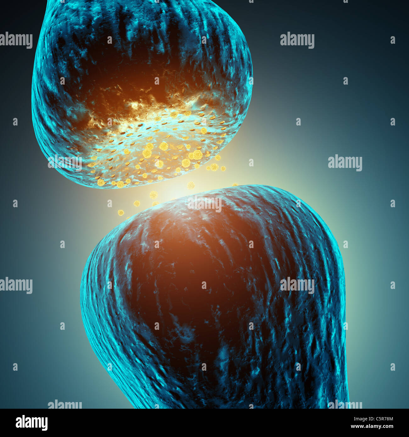Synaptic transmission hi-res stock photography and images - Alamy