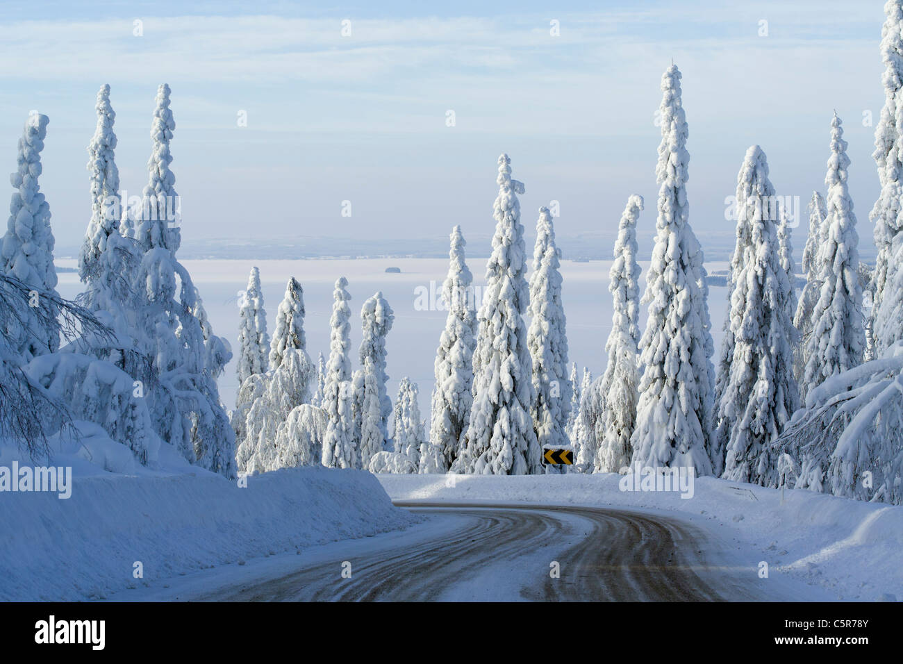 Snow covered forest in sotkamo finland hi-res stock photography and ...