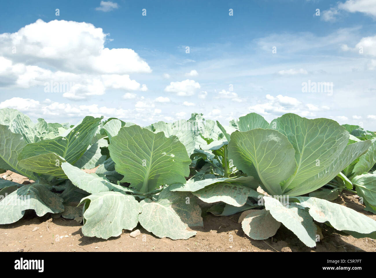 rows of salad, cabbage on an agriculture field Stock Photo - Alamy