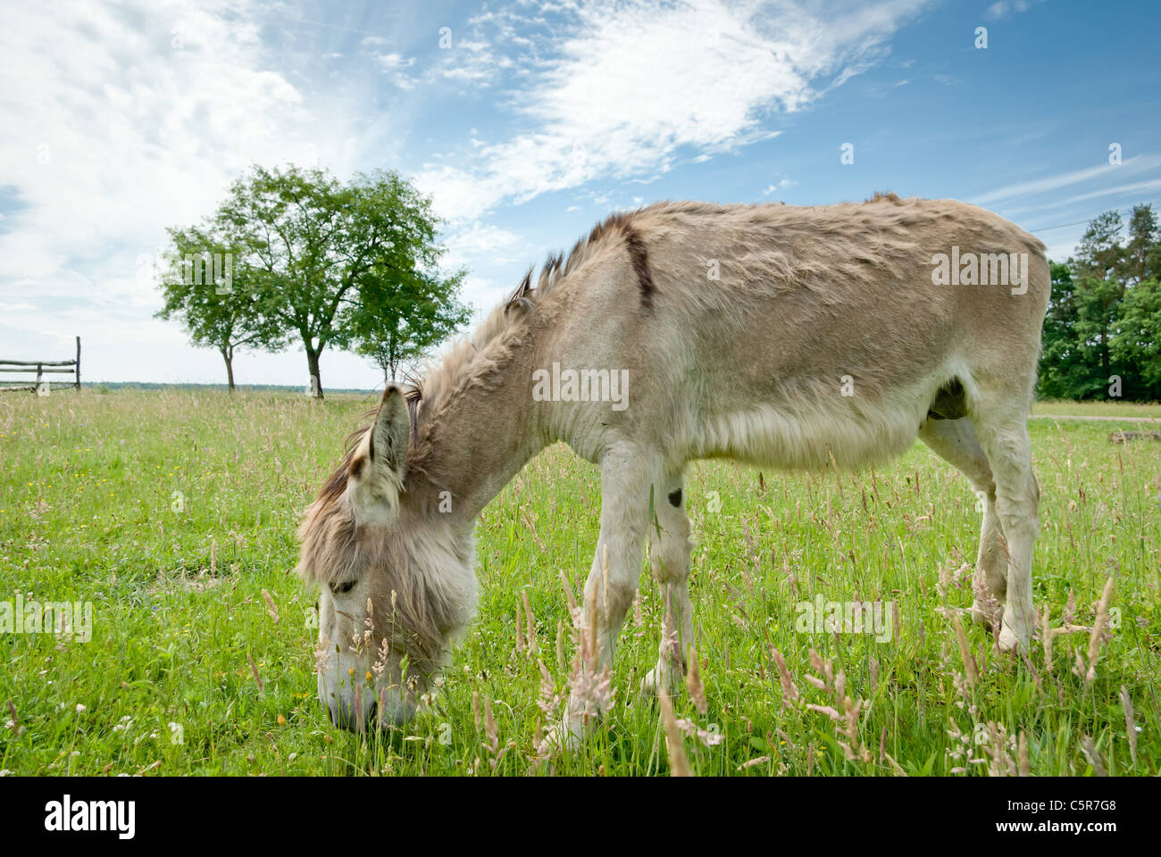 Donkey in a Field in sunny day, animals series Stock Photo - Alamy