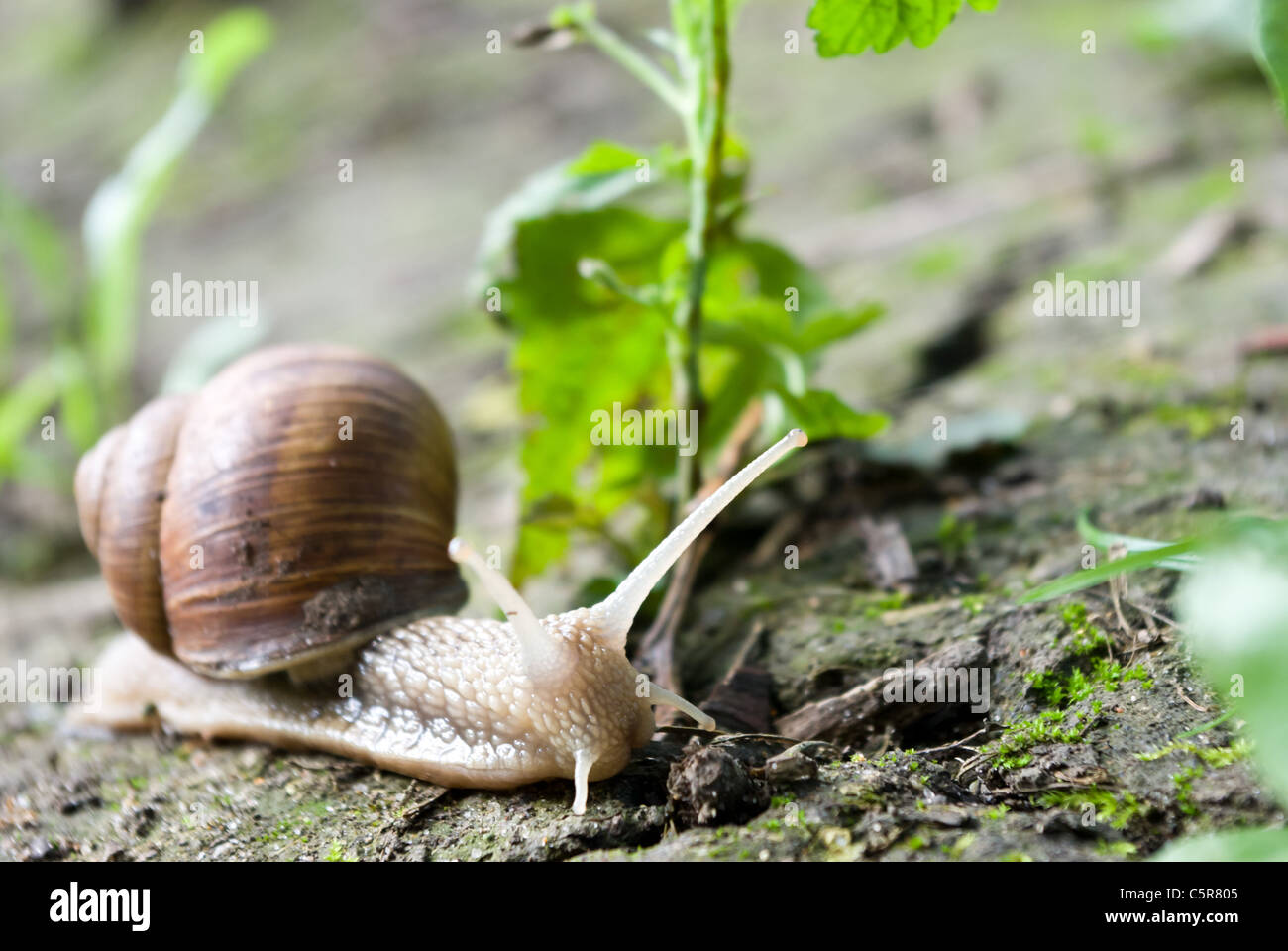 snail is climbing up, image from nature series: snail on leaf Stock ...