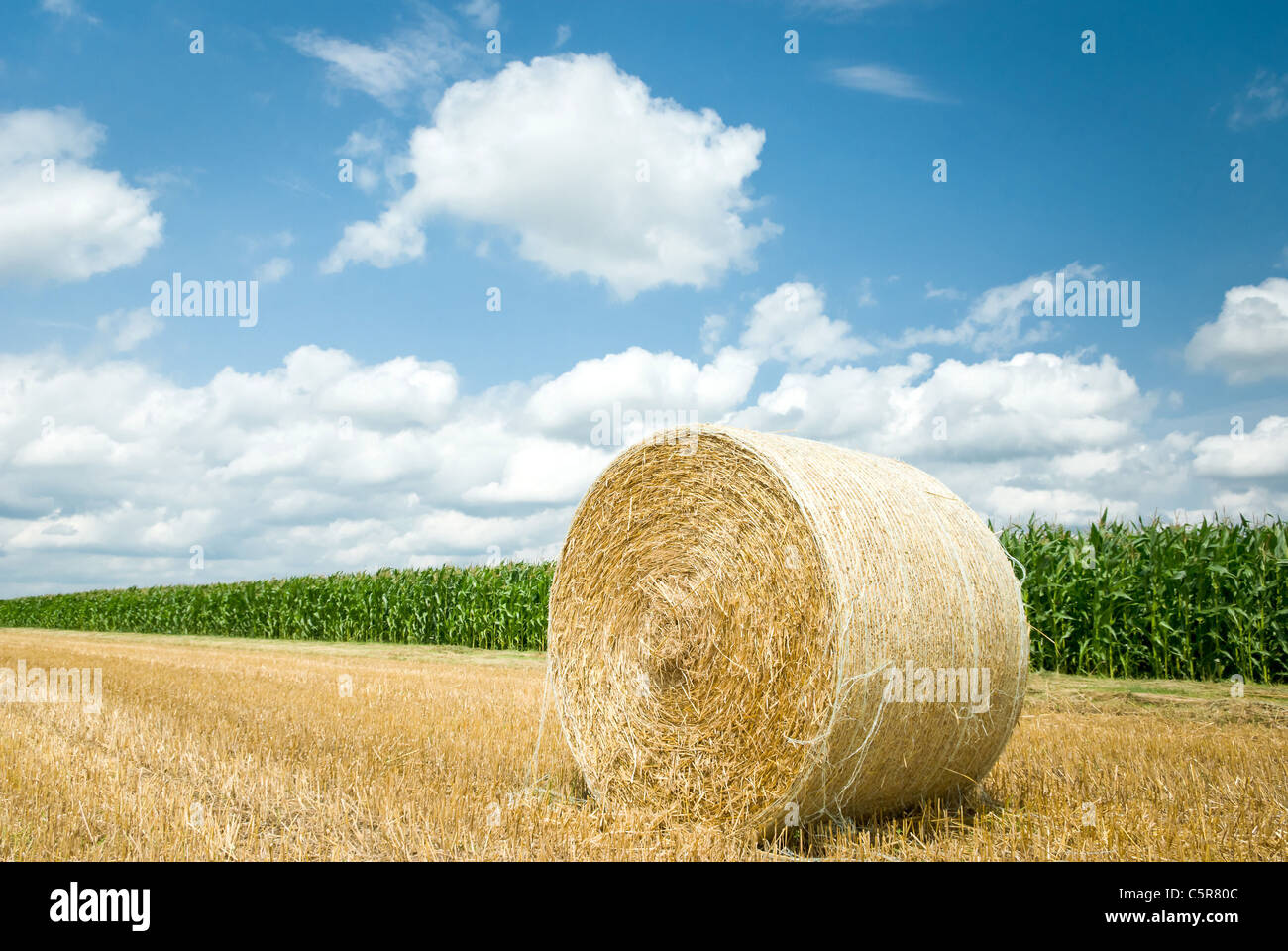 bundle of straw with golden color Stock Photo - Alamy