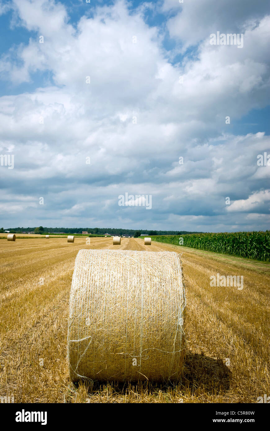 bundle of straw with golden color Stock Photo - Alamy