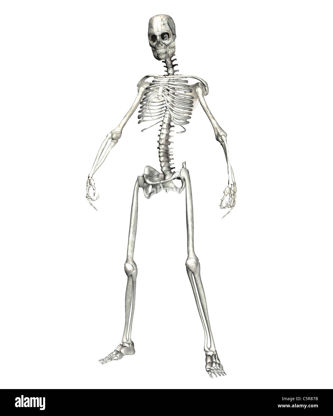 Illustration of a Skeleton isolated on a white background Stock Photo ...