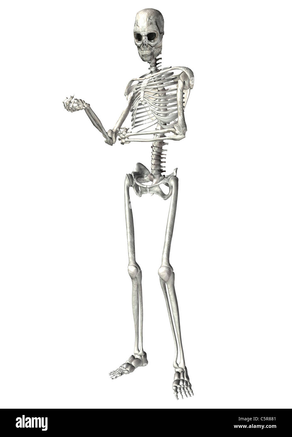 Illustration of a Skeleton isolated on a white background Stock Photo ...