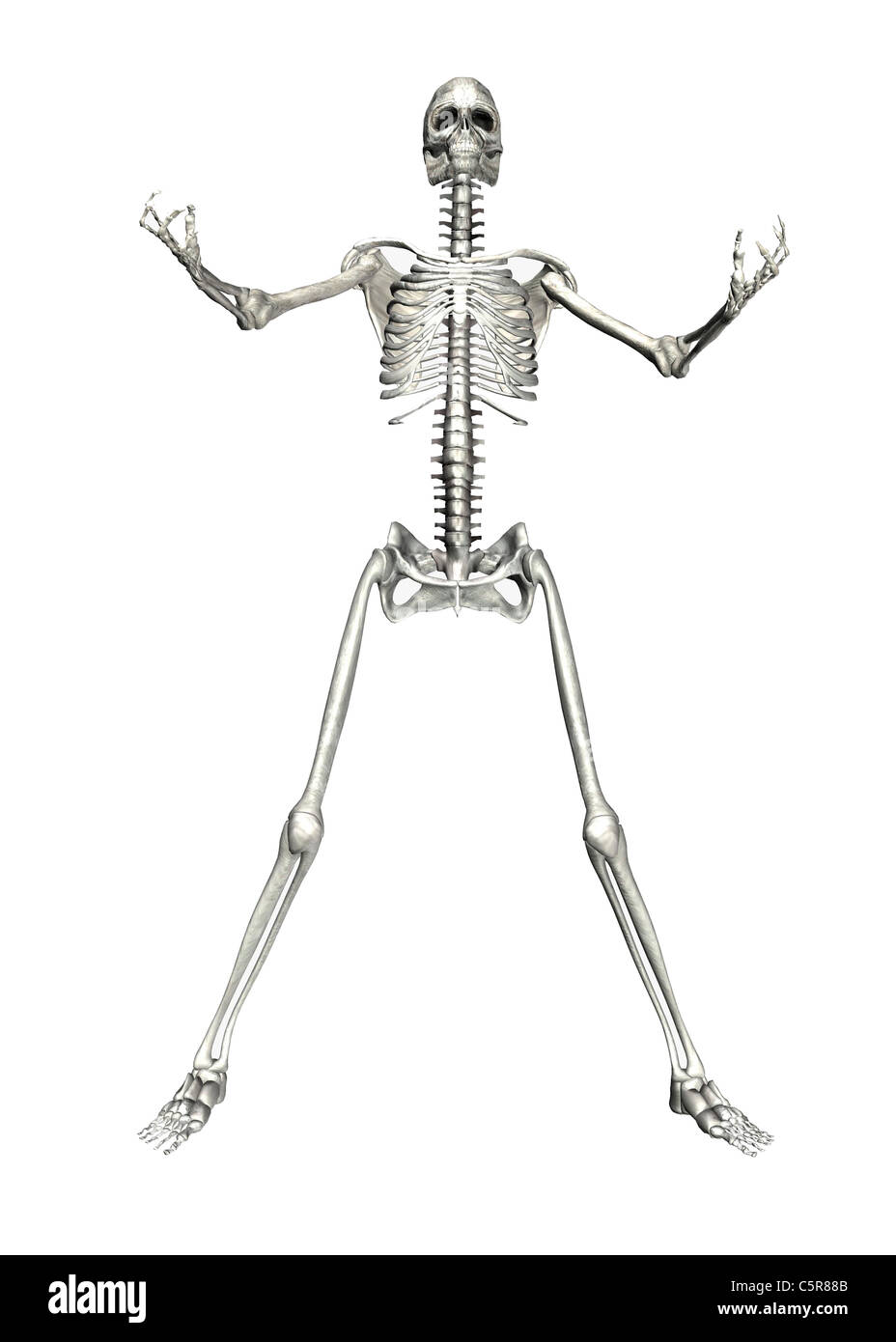 Illustration of a Skeleton isolated on a white background Stock Photo ...