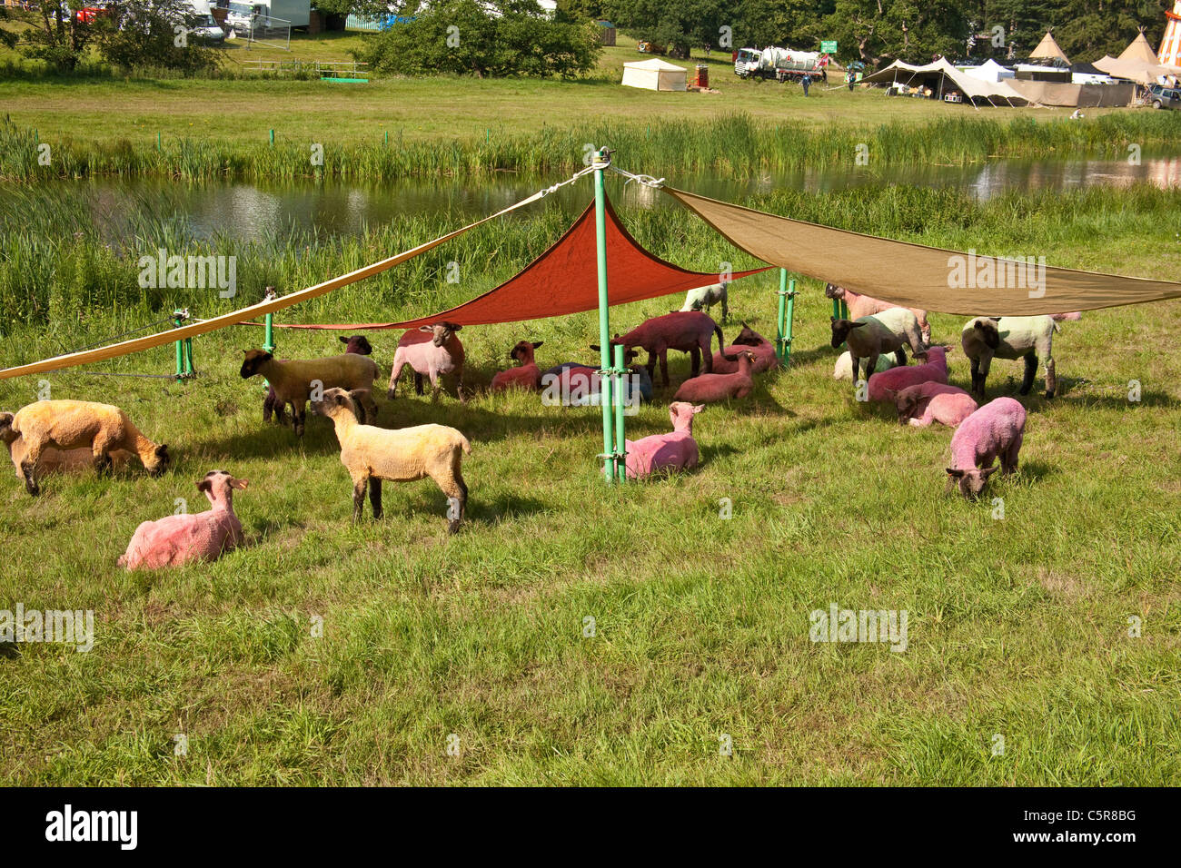 Coloured sheep hi-res stock photography and images - Alamy