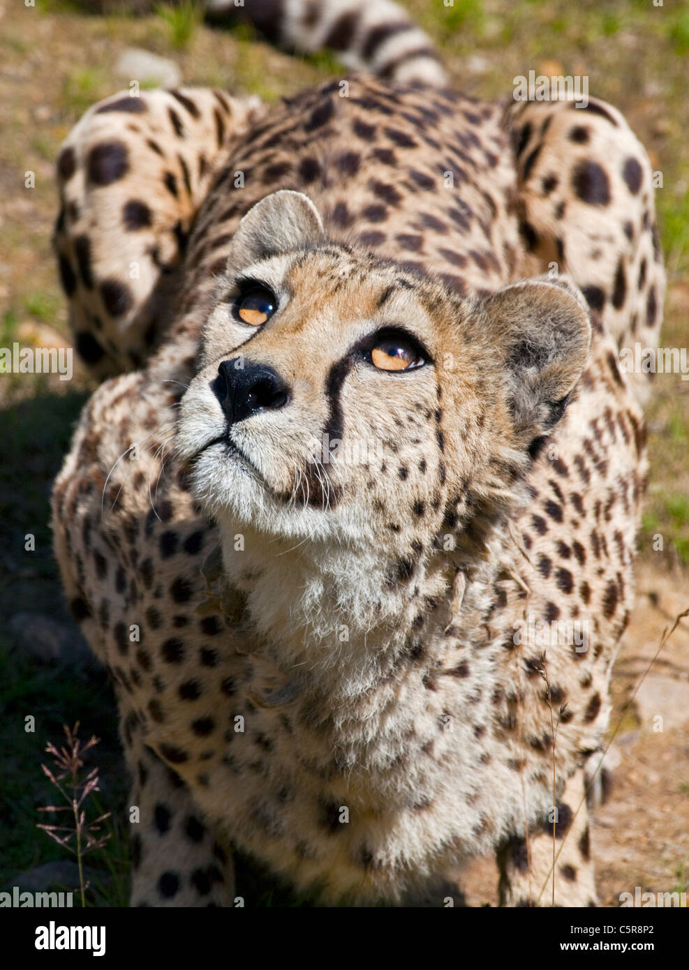 Southern African Cheetah (acinonyx jubatus jubatus Stock Photo - Alamy