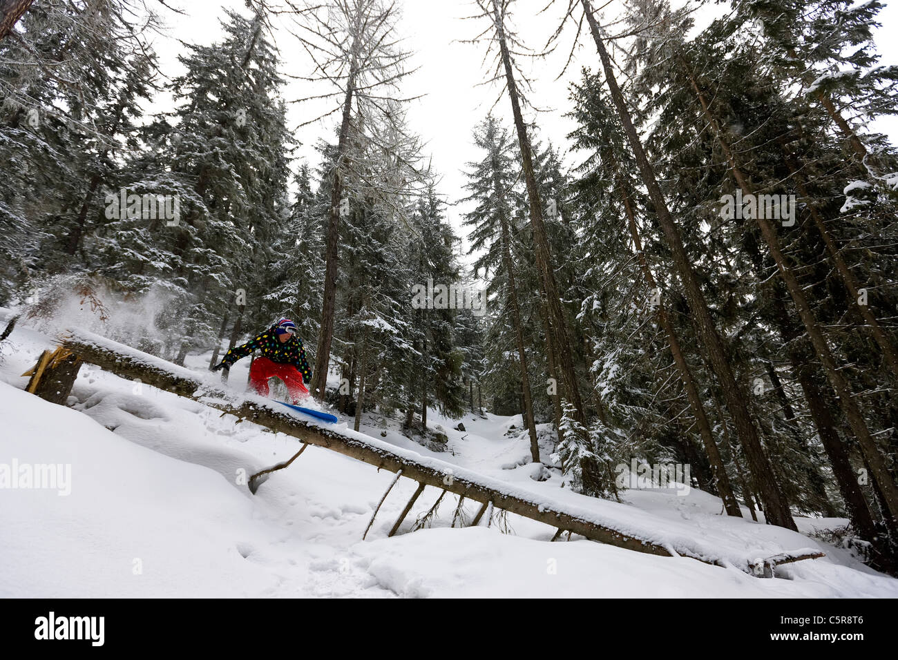 Fresh fallen snow on pine tree hi-res stock photography and images - Alamy