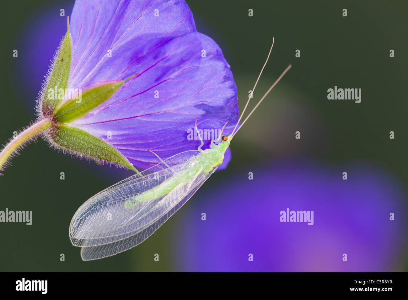 Green Lacewing; Chrysoperla carnea; on meadow cranesbill; Cornwall; UK ...