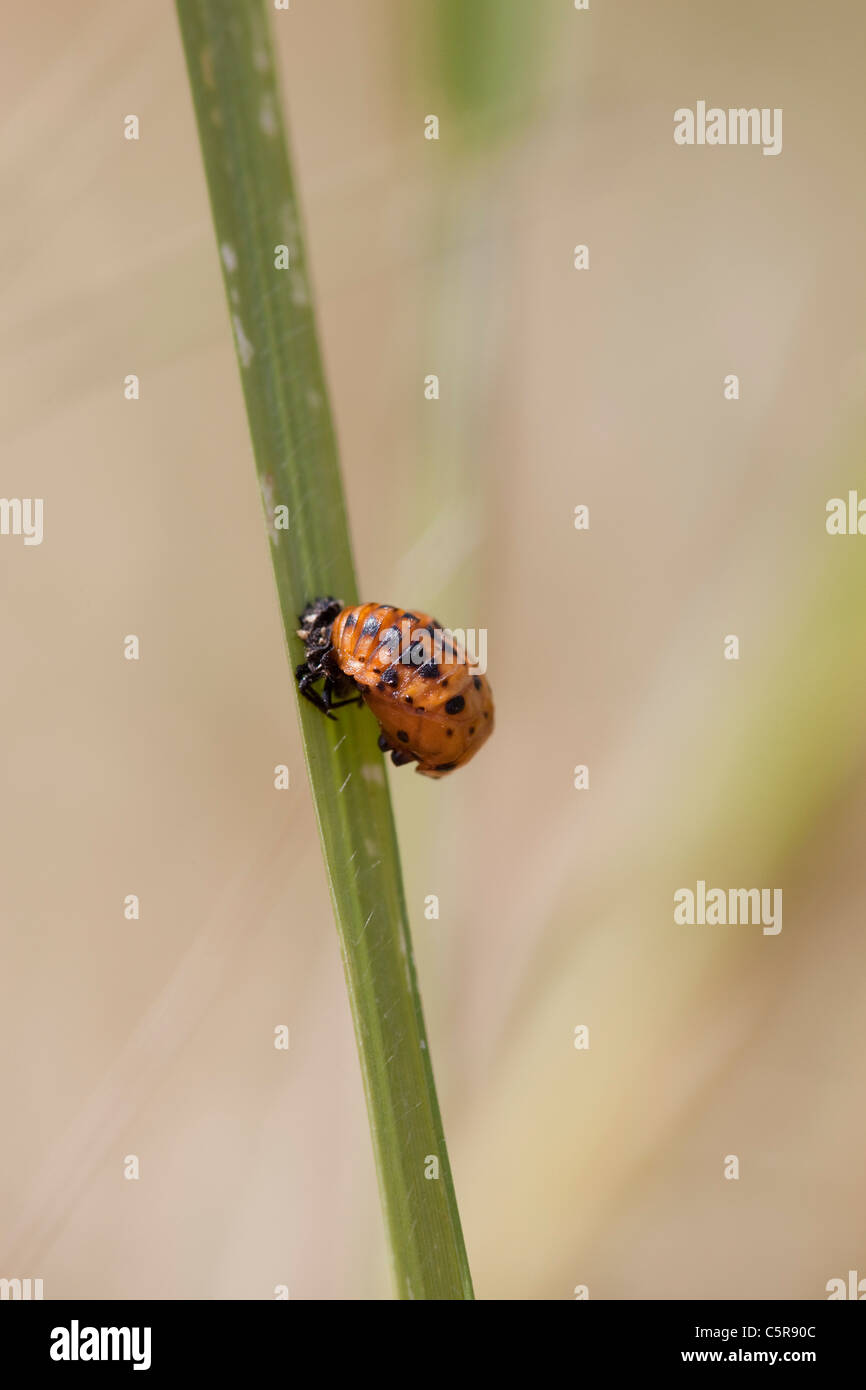 Pupa hi-res stock photography and images - Alamy