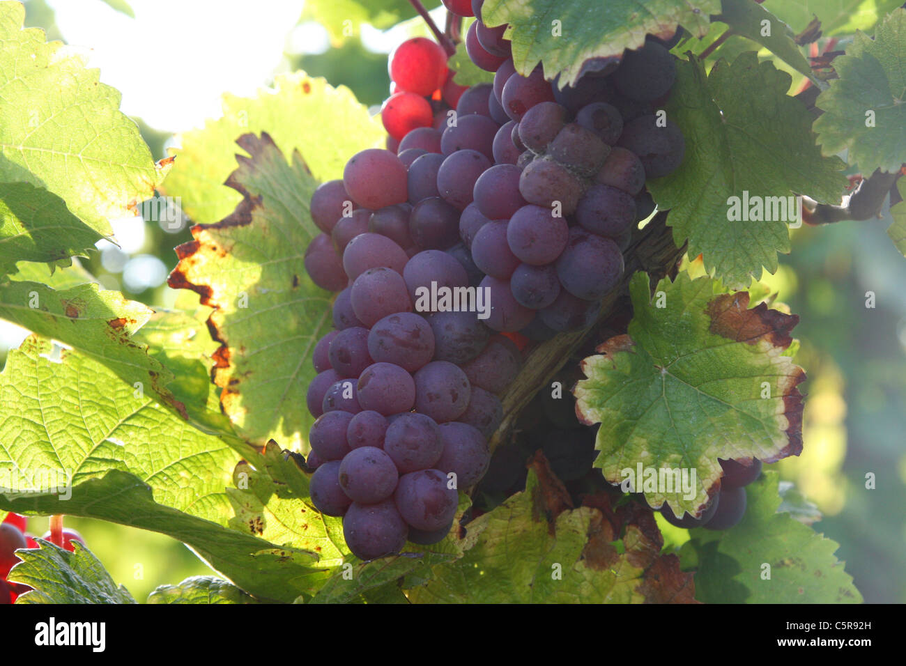 Grape ripeness hi-res stock photography and images - Alamy