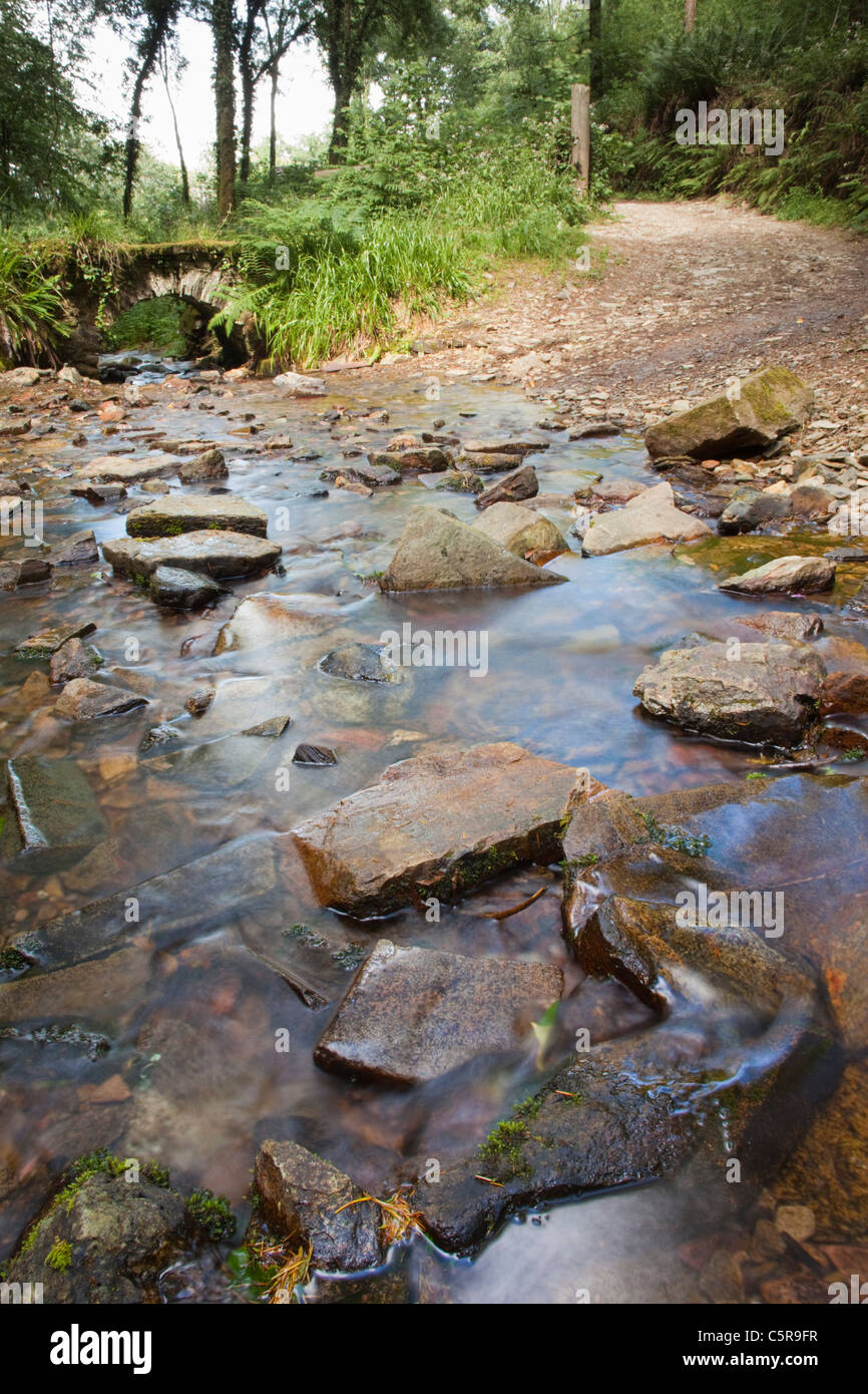 Luckett; stream in the woodland; Cornwall Stock Photo - Alamy