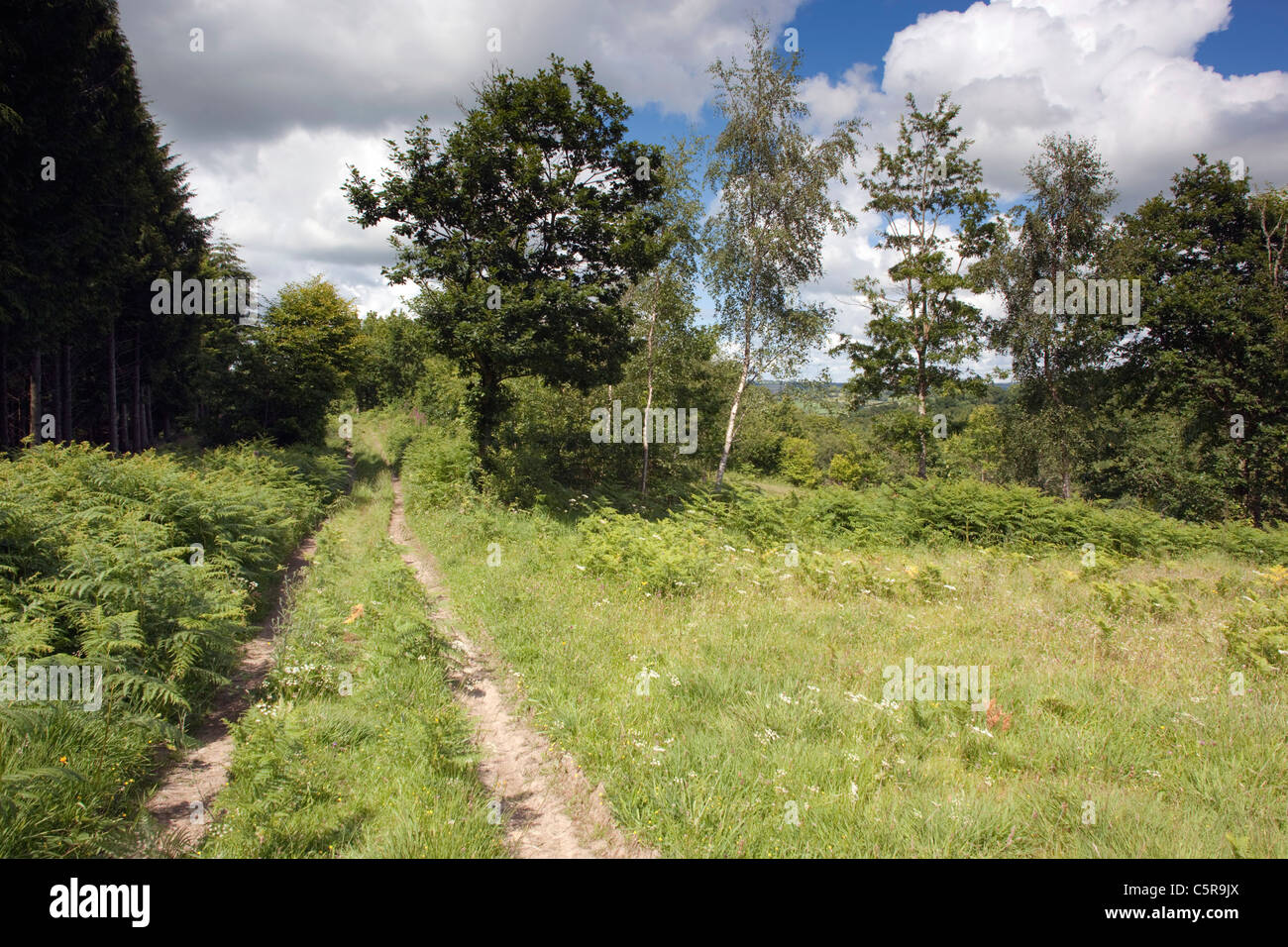 Luckett; meadow and woodland; Cornwall Stock Photo - Alamy
