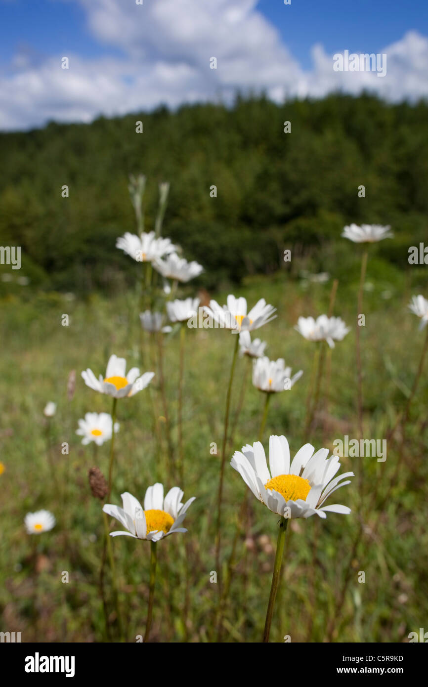 Luckett hi-res stock photography and images - Alamy